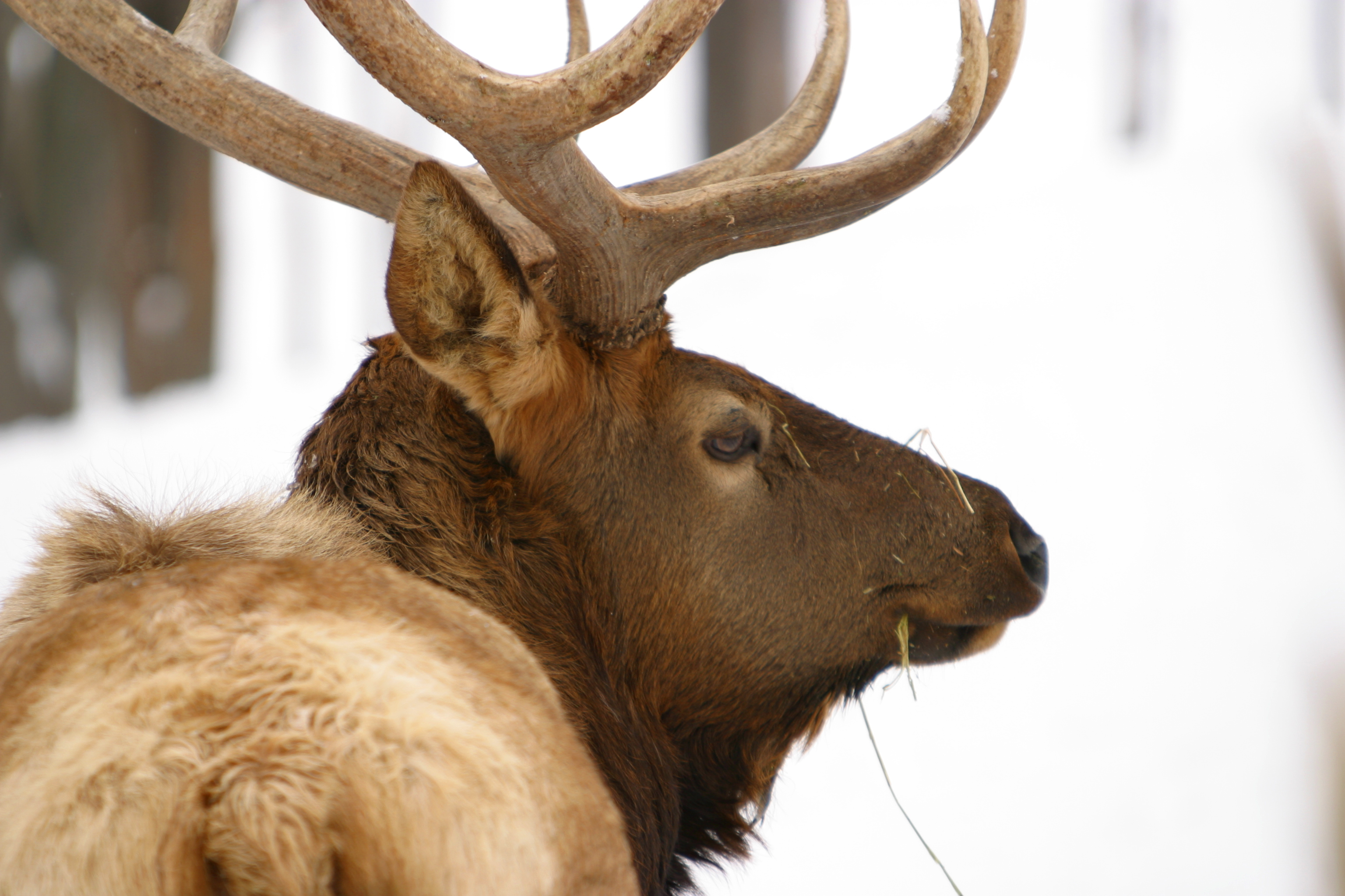 Take a Guided Elk Tour at Thunder Bay Resort | Michigan