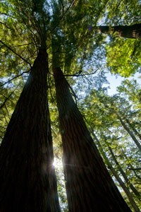 Paradise--A Photographers Reflection | Michigan