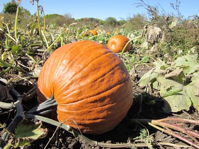 Pumpkin Patches in Michigan Perfect for Fall | Michigan