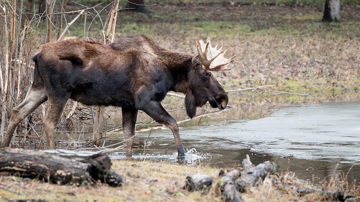Here's What Happens During Winter at Michigan Zoos | Michigan