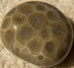 Petoskey Stones: Search in Spring | Michigan