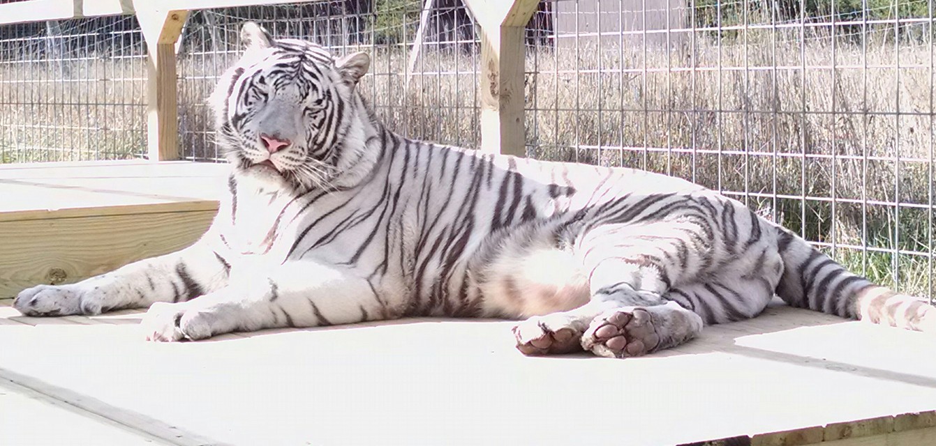 10 Ways to Go Wild with a Trip to a Michigan Zoo | Michigan