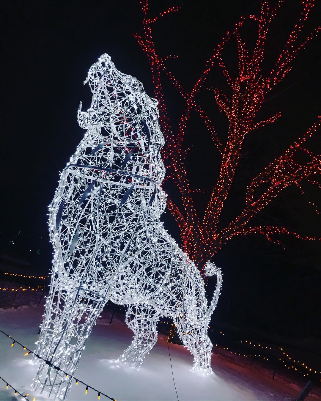 Here's What Happens During Winter at Michigan Zoos | Michigan