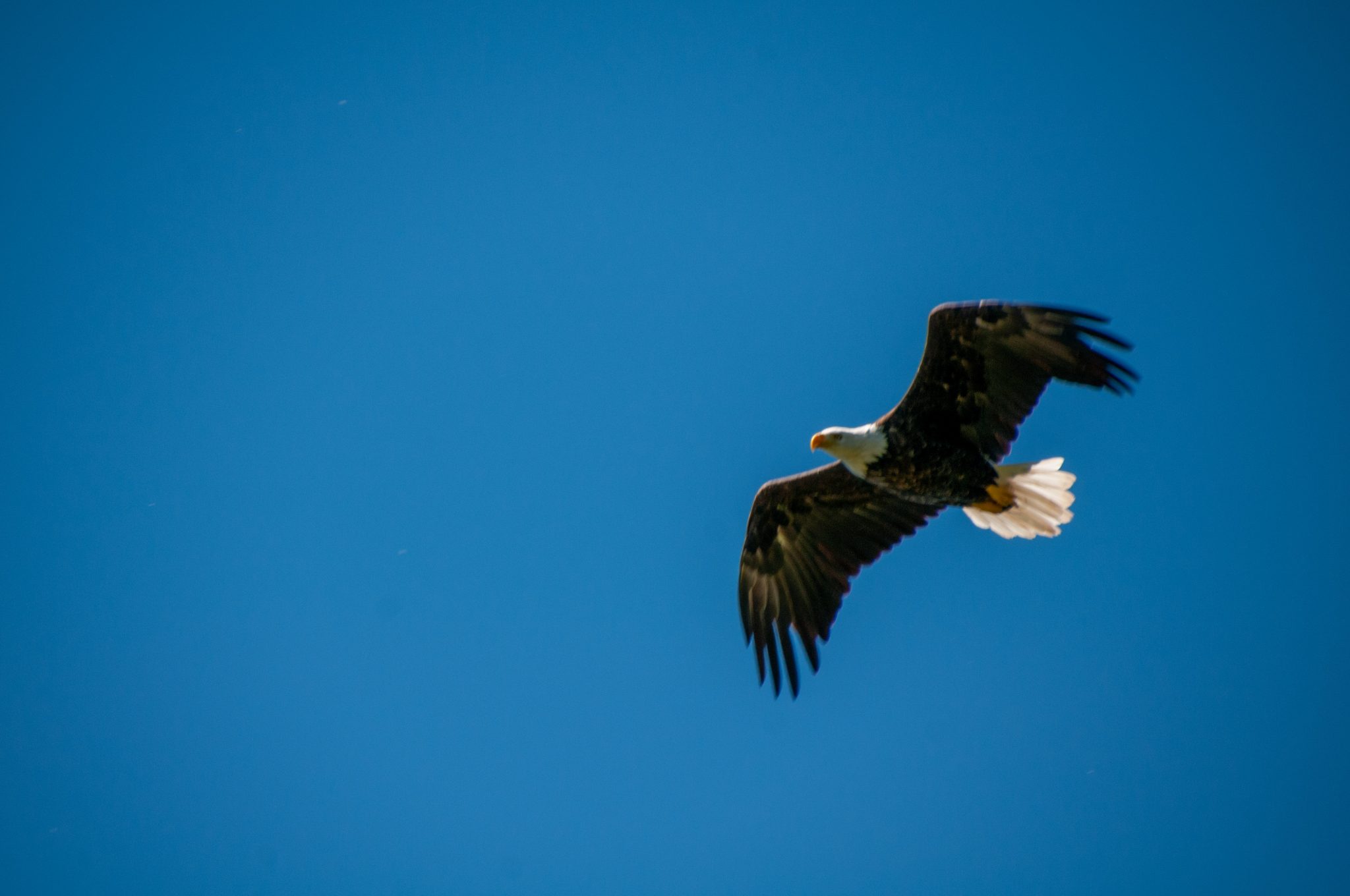Annual Spring Lake Wooden and Classic Boat Show | Michigan