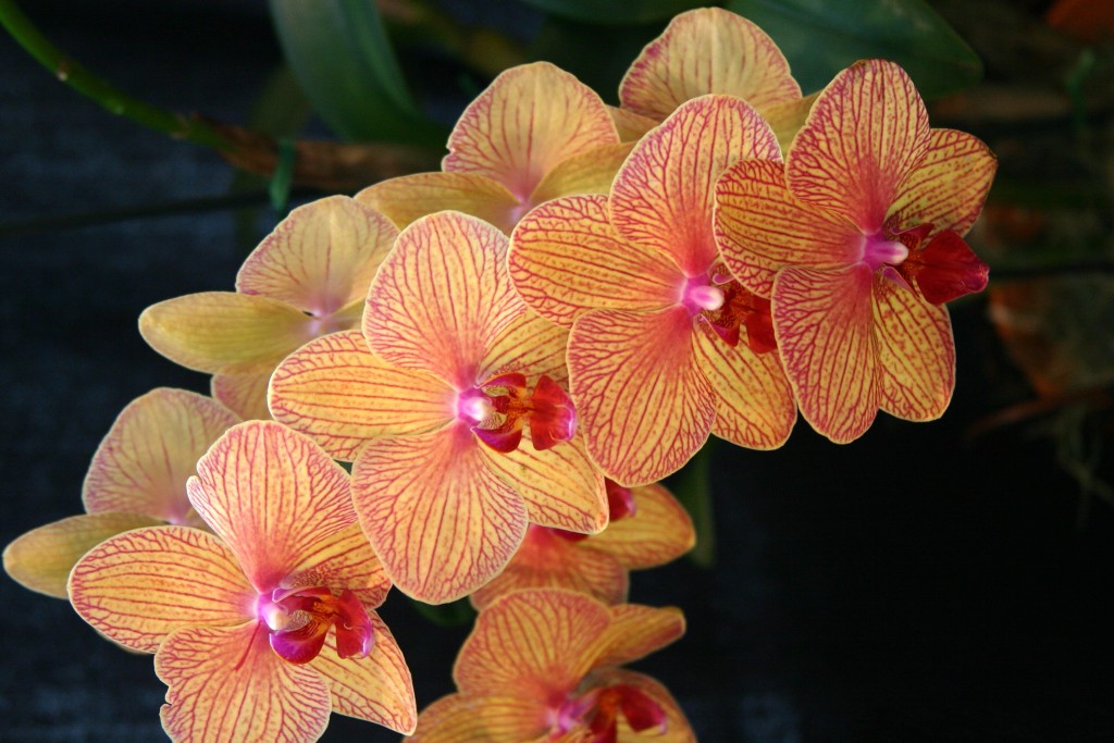 Orchid Show | Michigan