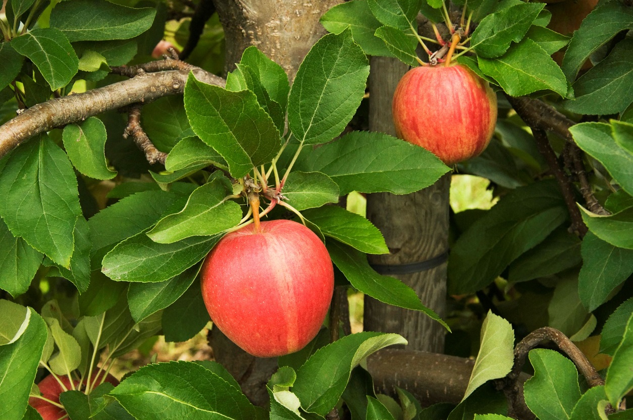 Rasch Family Orchards | Michigan