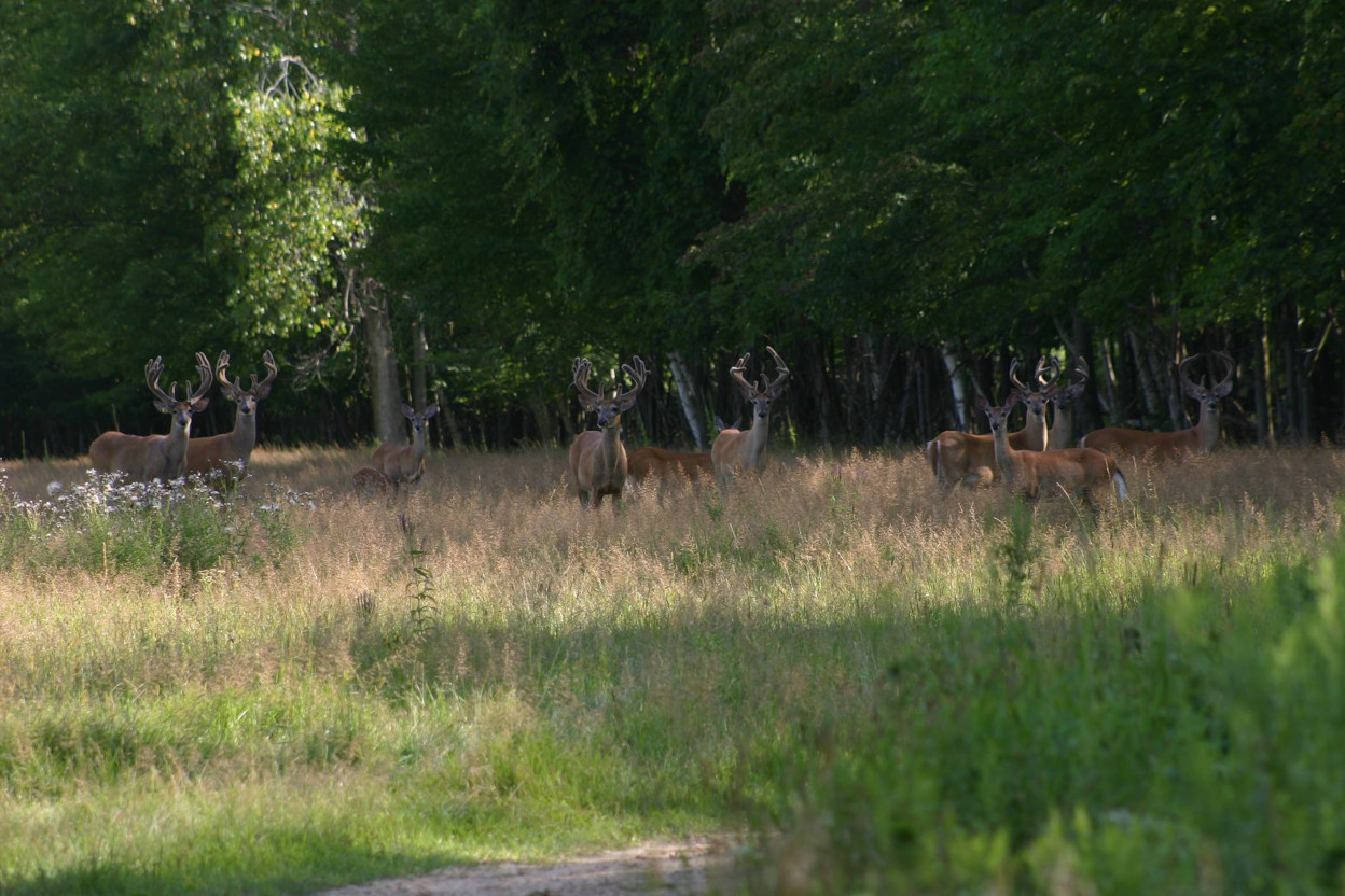 Green's Deer Ranch | Michigan