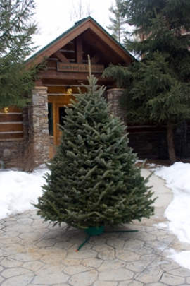 Dutchman Tree Farm | Michigan