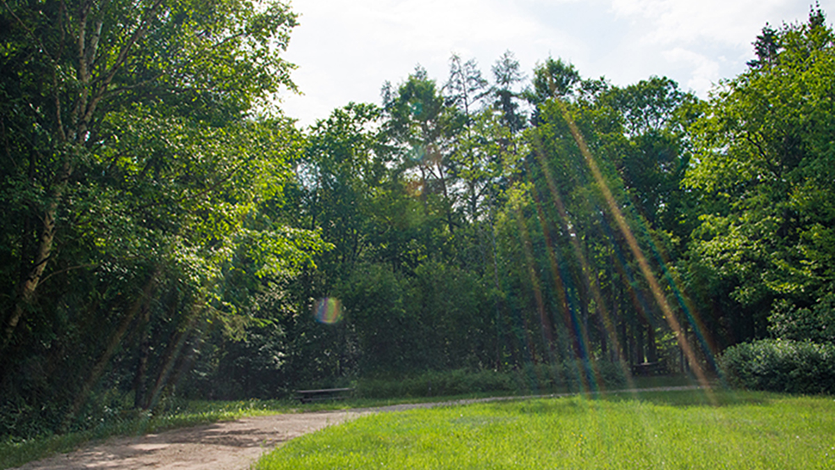 Black River State Forest Campground | Michigan