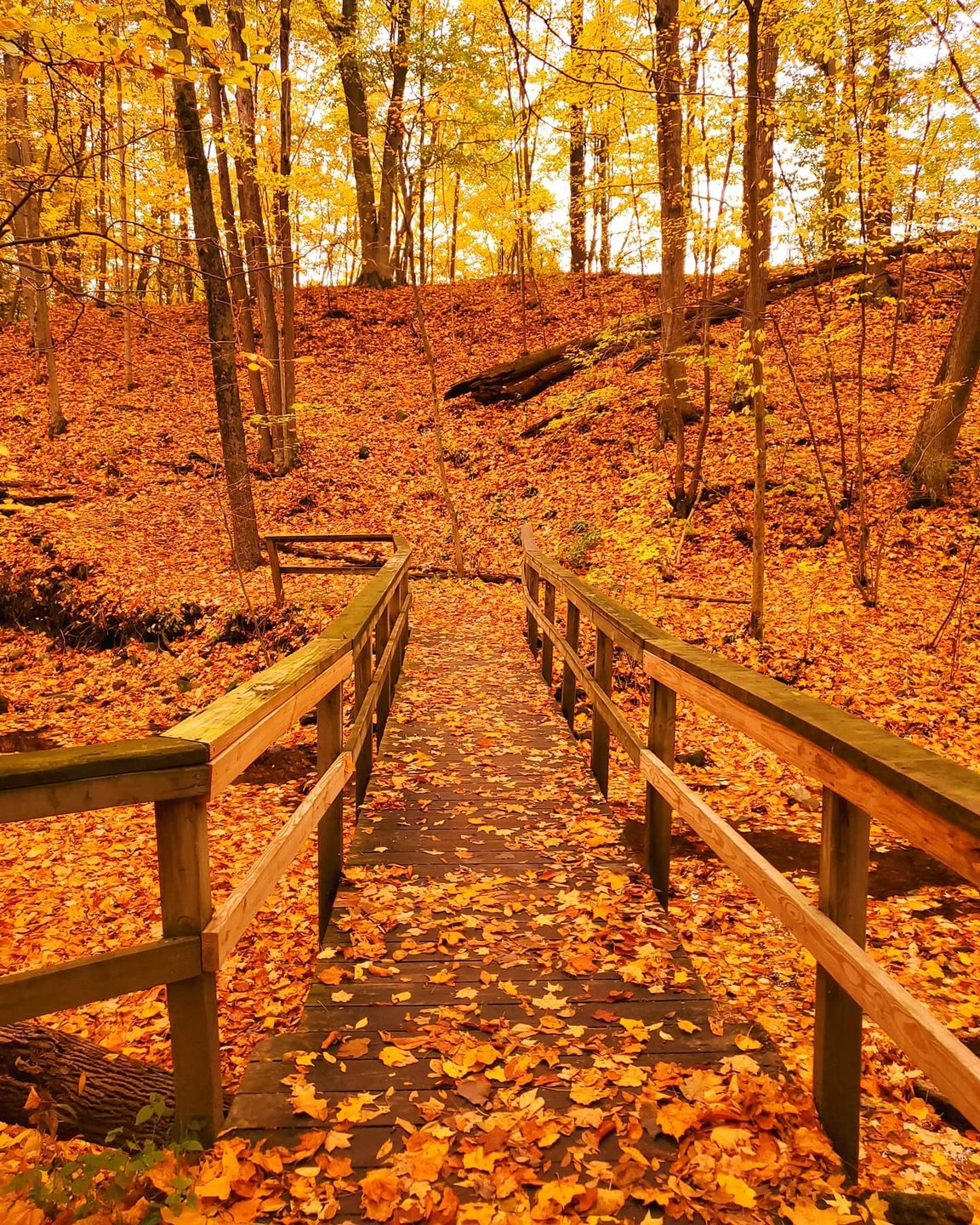 Fitzgerald Park | Michigan