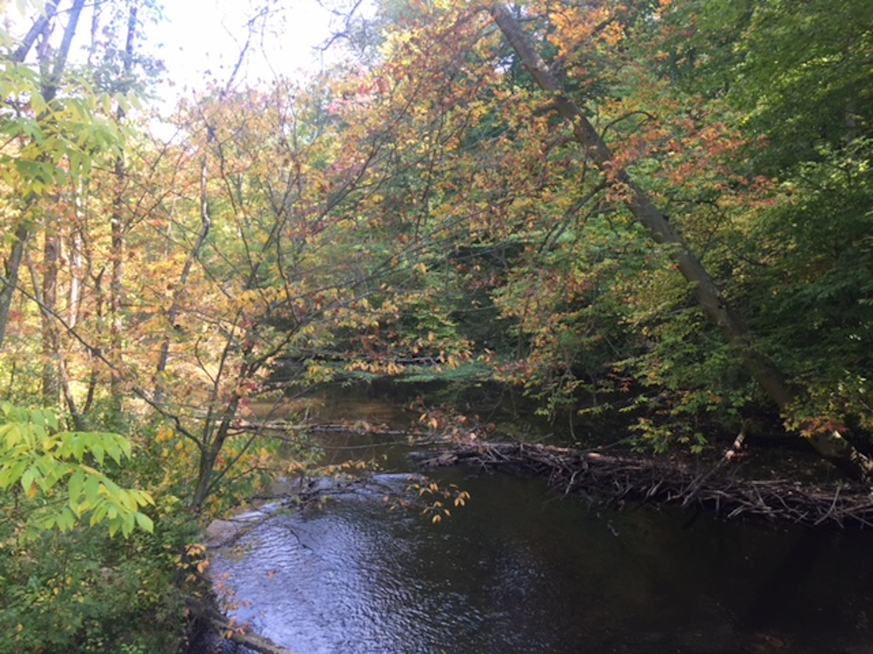 Fred Russ Forest Park | Michigan