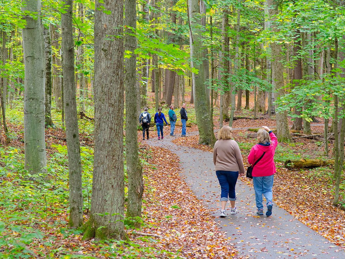 Are Dogs Allowed At Hartwick Pines