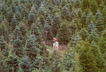 Addison-Oaks Christmas Tree Farm | Michigan