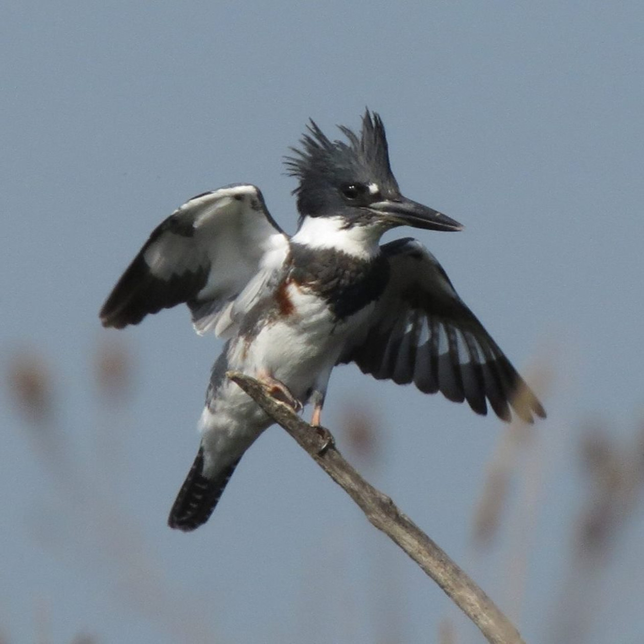 Tuttle Marsh Wildlife Area | Michigan