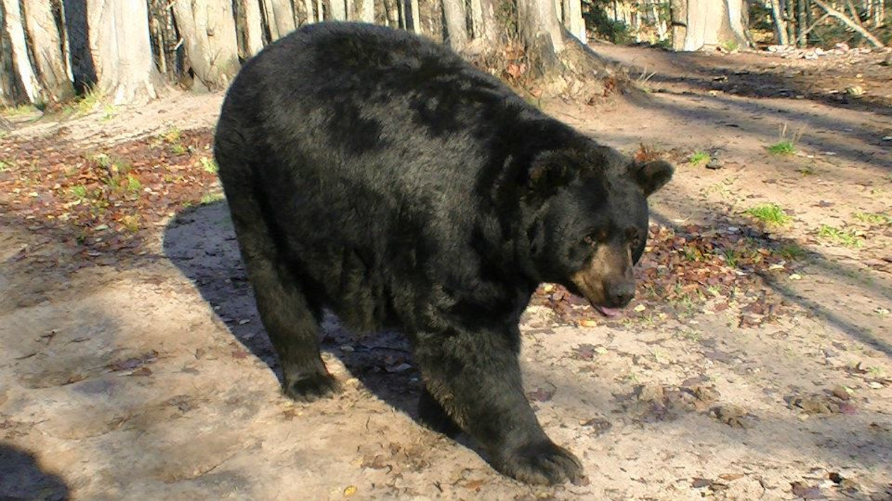 Oswald's Bear Ranch | Michigan