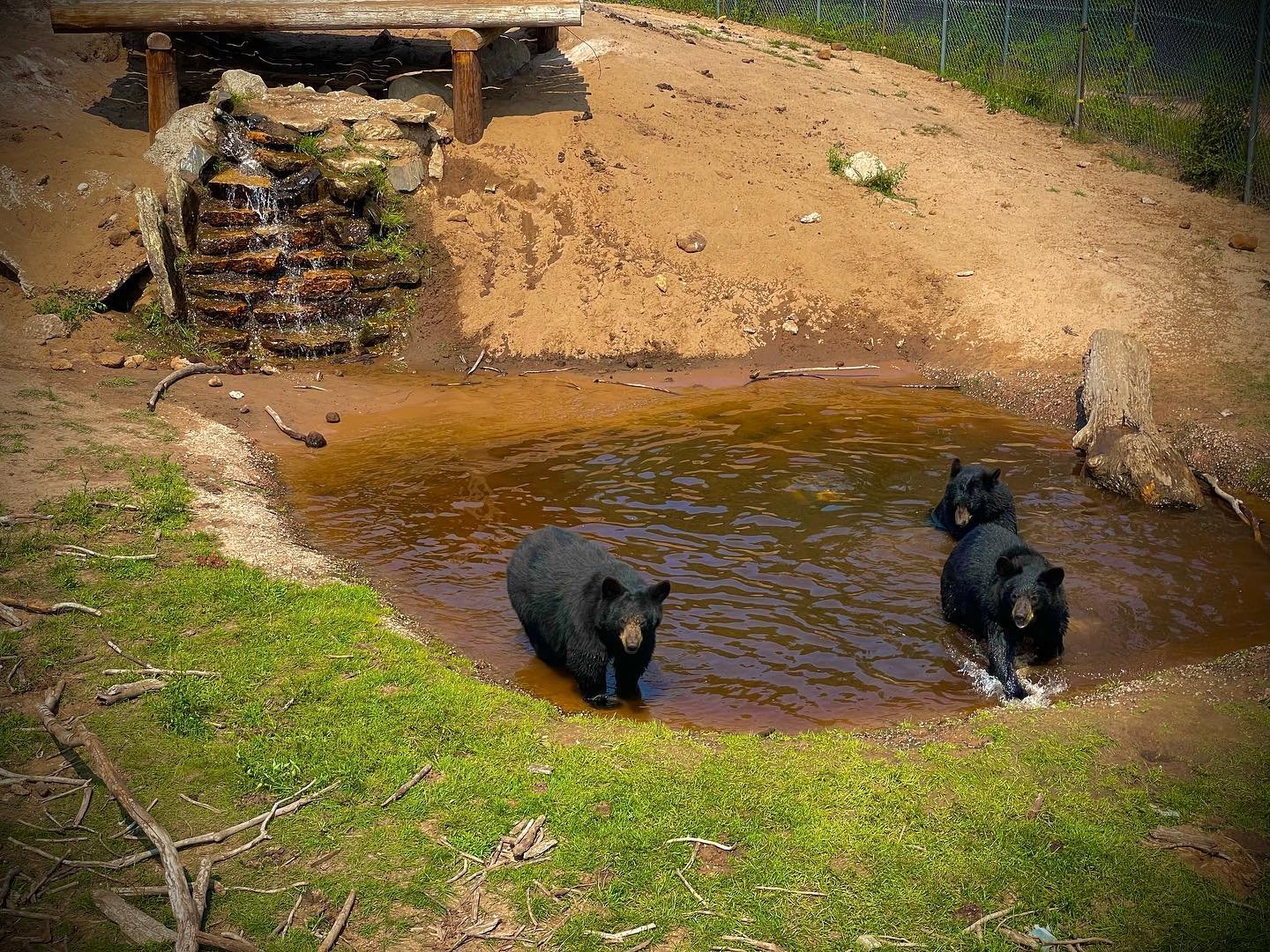 Oswald's Bear Ranch | Michigan