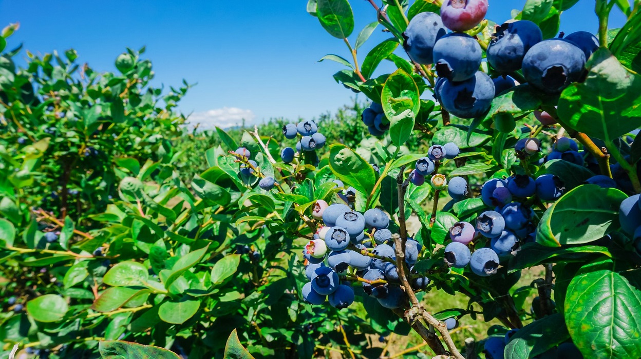 Russell's Blueberry Farm and Nursery | Michigan