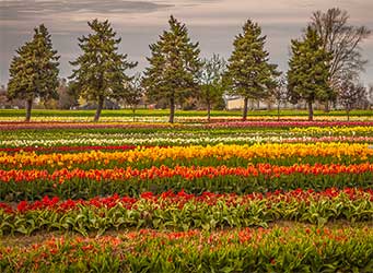 Veldheer's Tulip Gardens | Michigan
