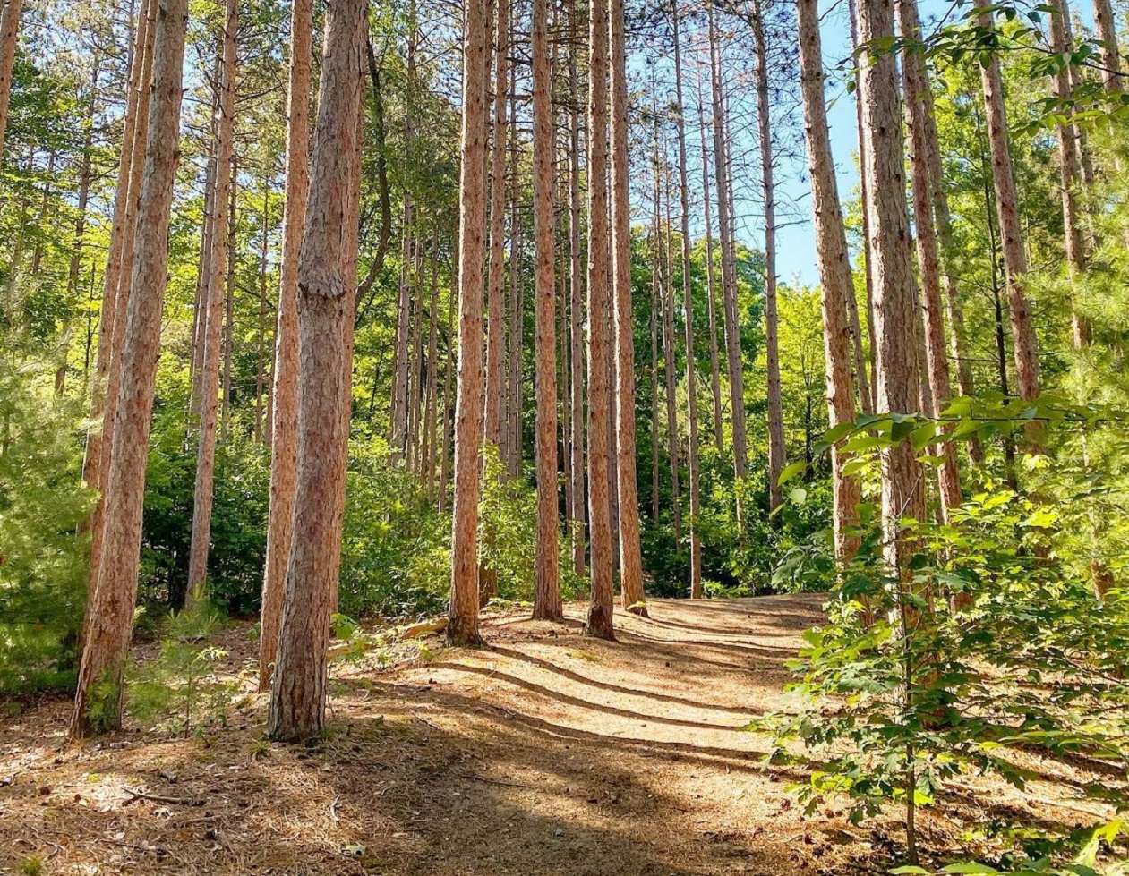 Pine Bend | Michigan