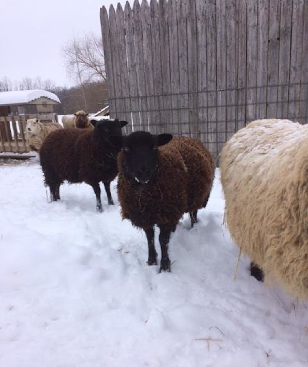 Sheepy Hollow Farm | Michigan