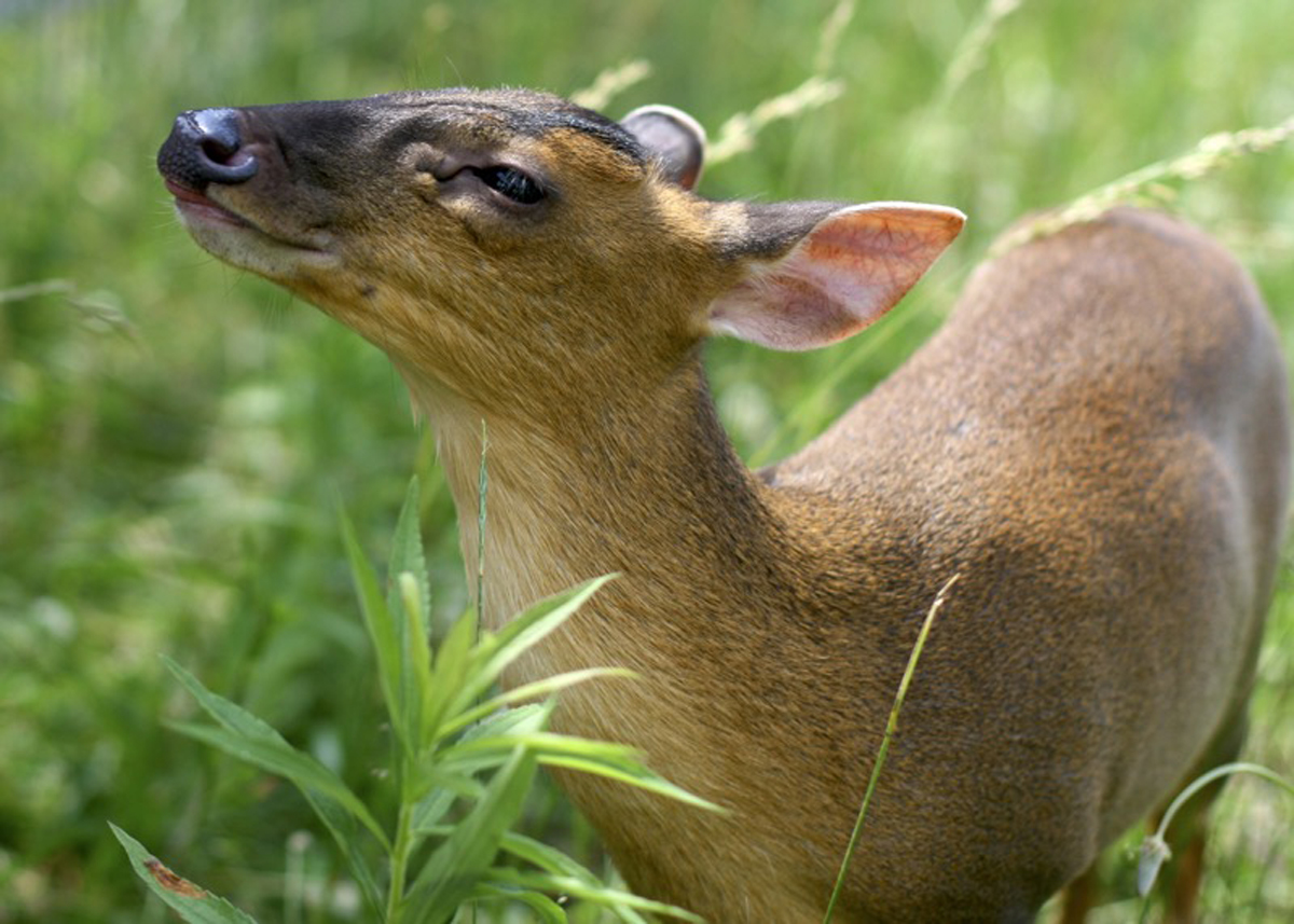The Creature Conservancy | Michigan