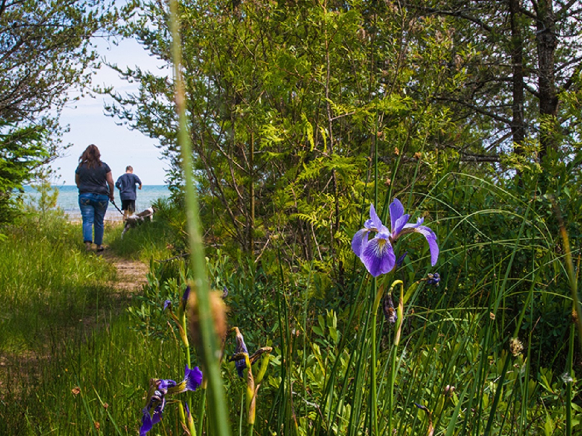 Marsh Lake Pathway | Michigan