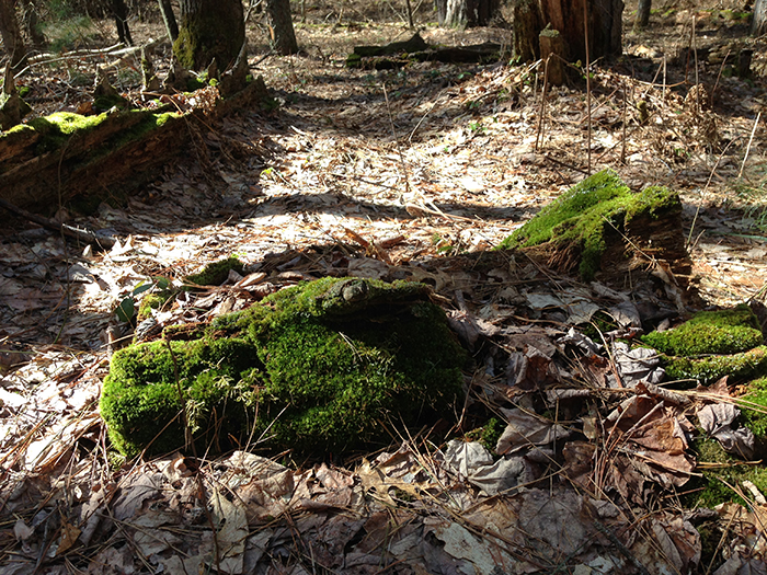 Red Pine Natural Area Pathway | Michigan
