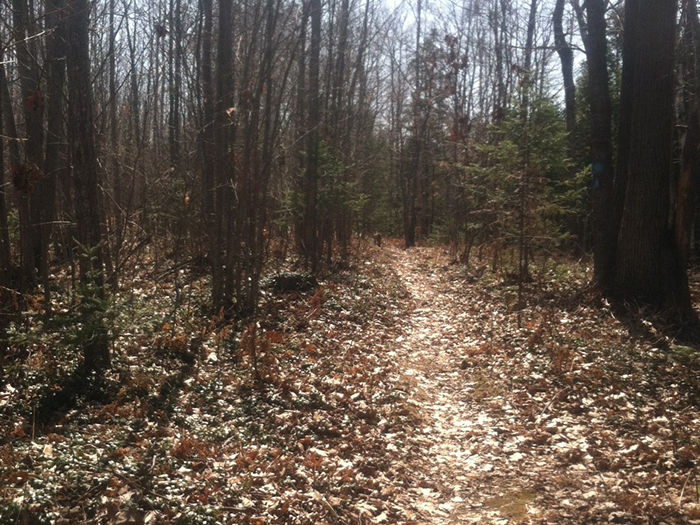Green Pine Lake Pathway | Michigan