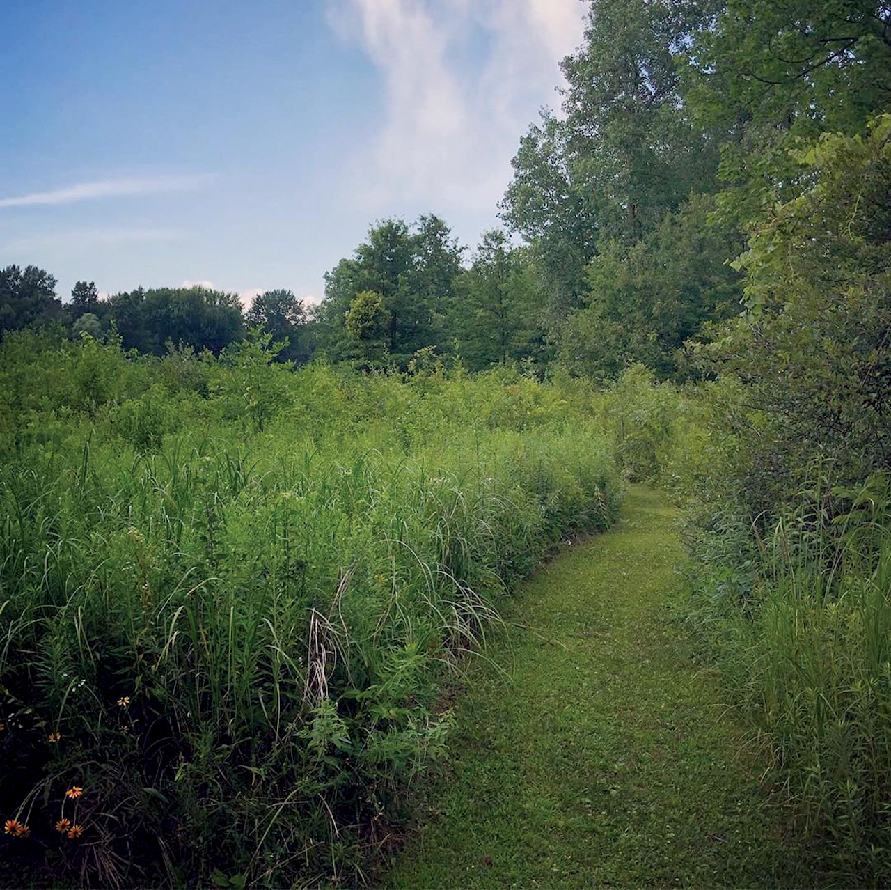 Algonac-Blazing Star Trail | Michigan