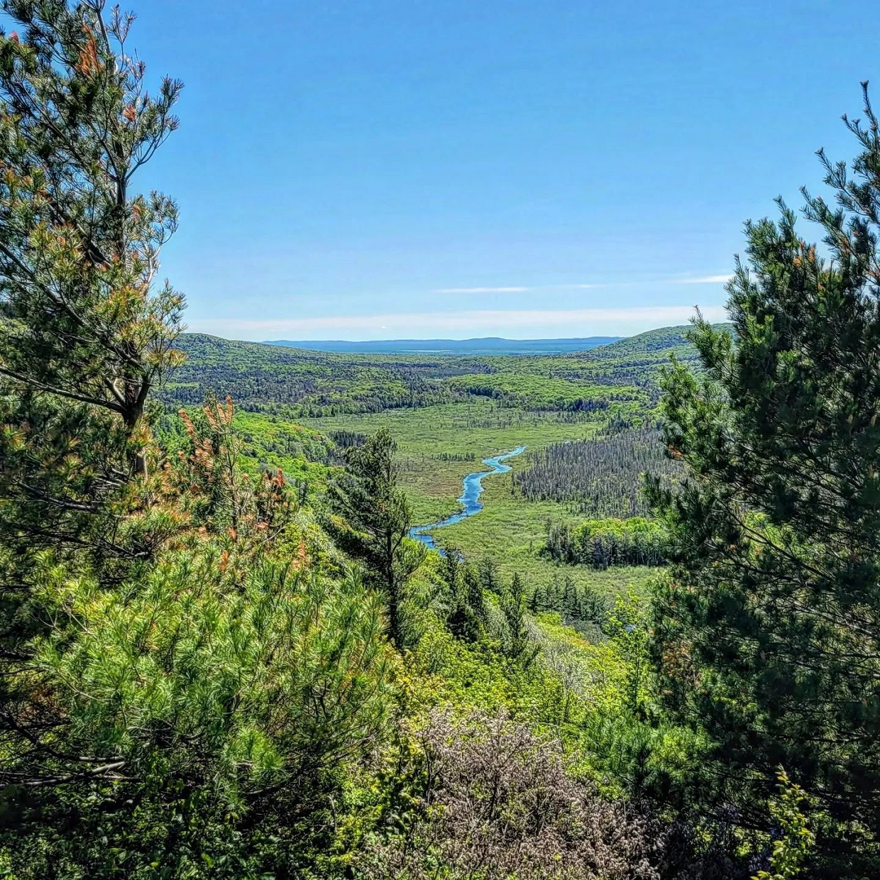 Escarpment Trail Race Reports