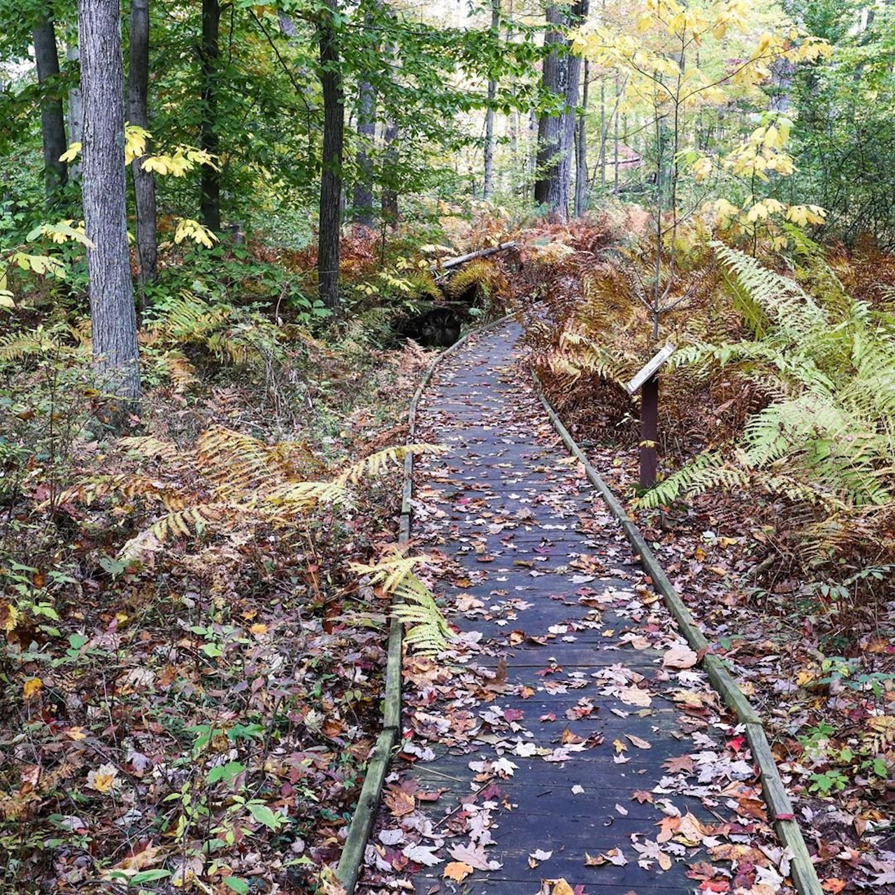 Yankee Springs-Sassafras Nature Trail | Michigan