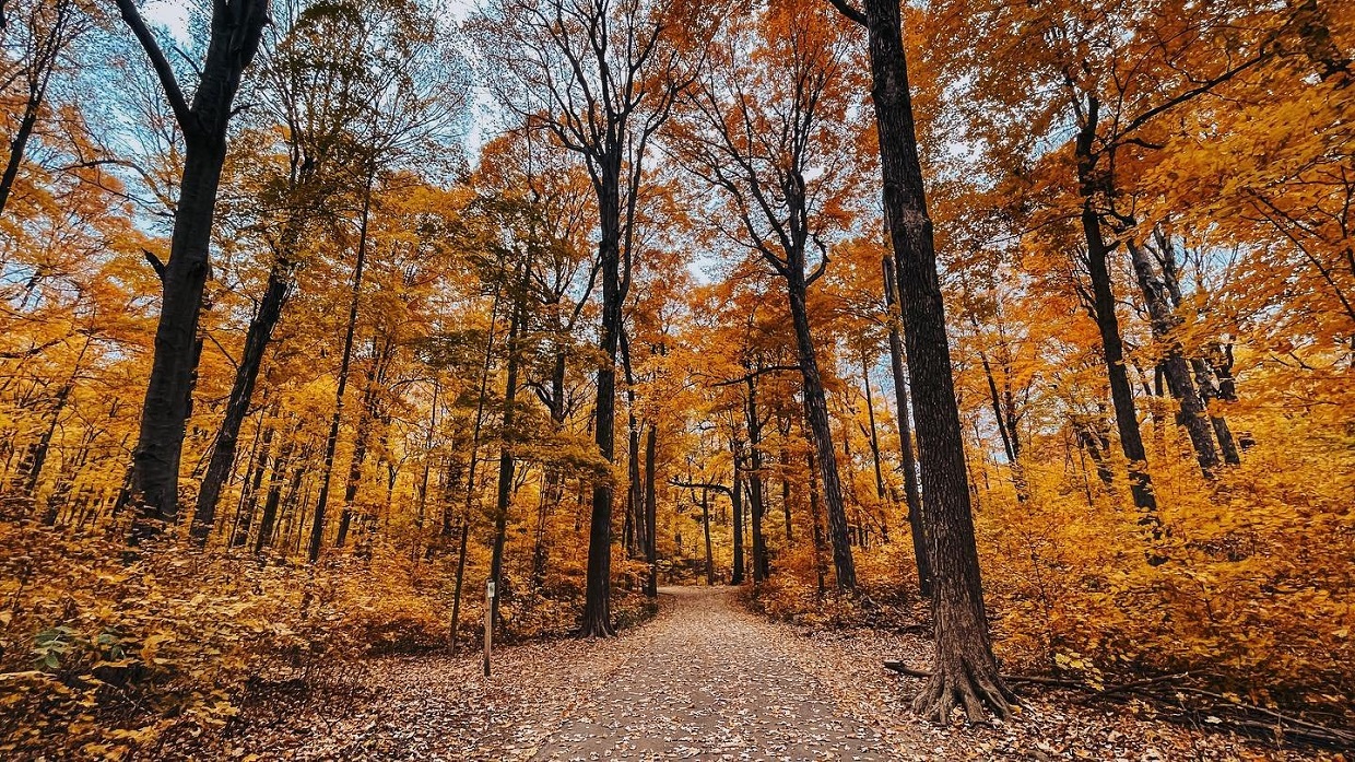 Maybury-Hiking Trail | Michigan