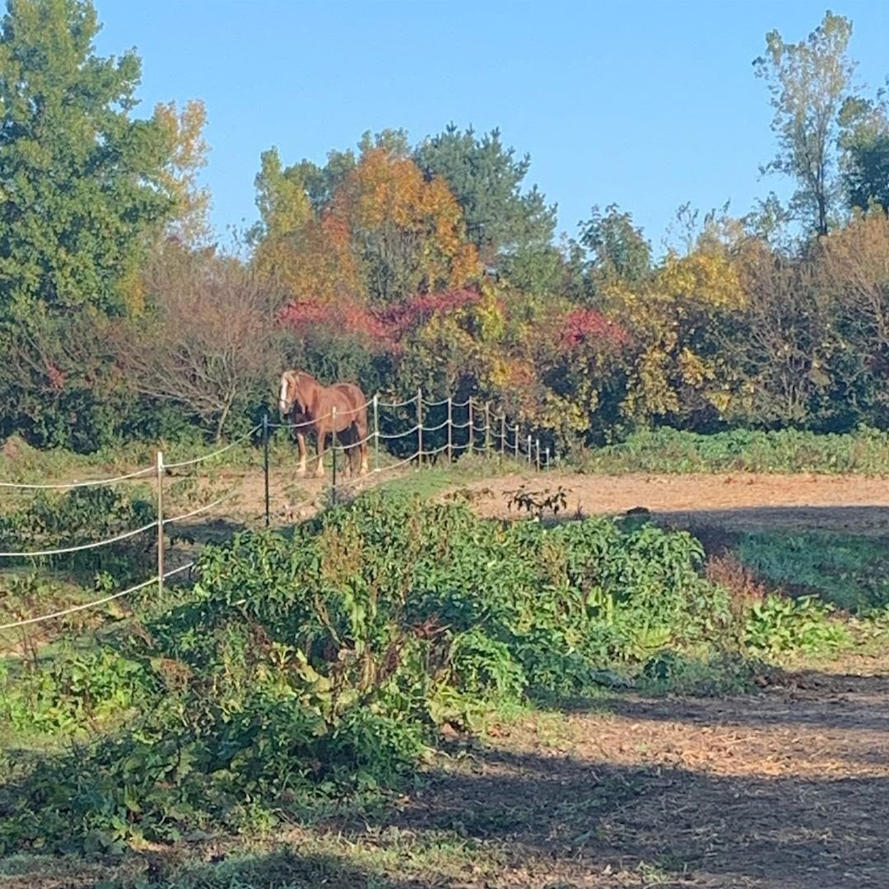 Maybury-Equestrian Trail | Michigan