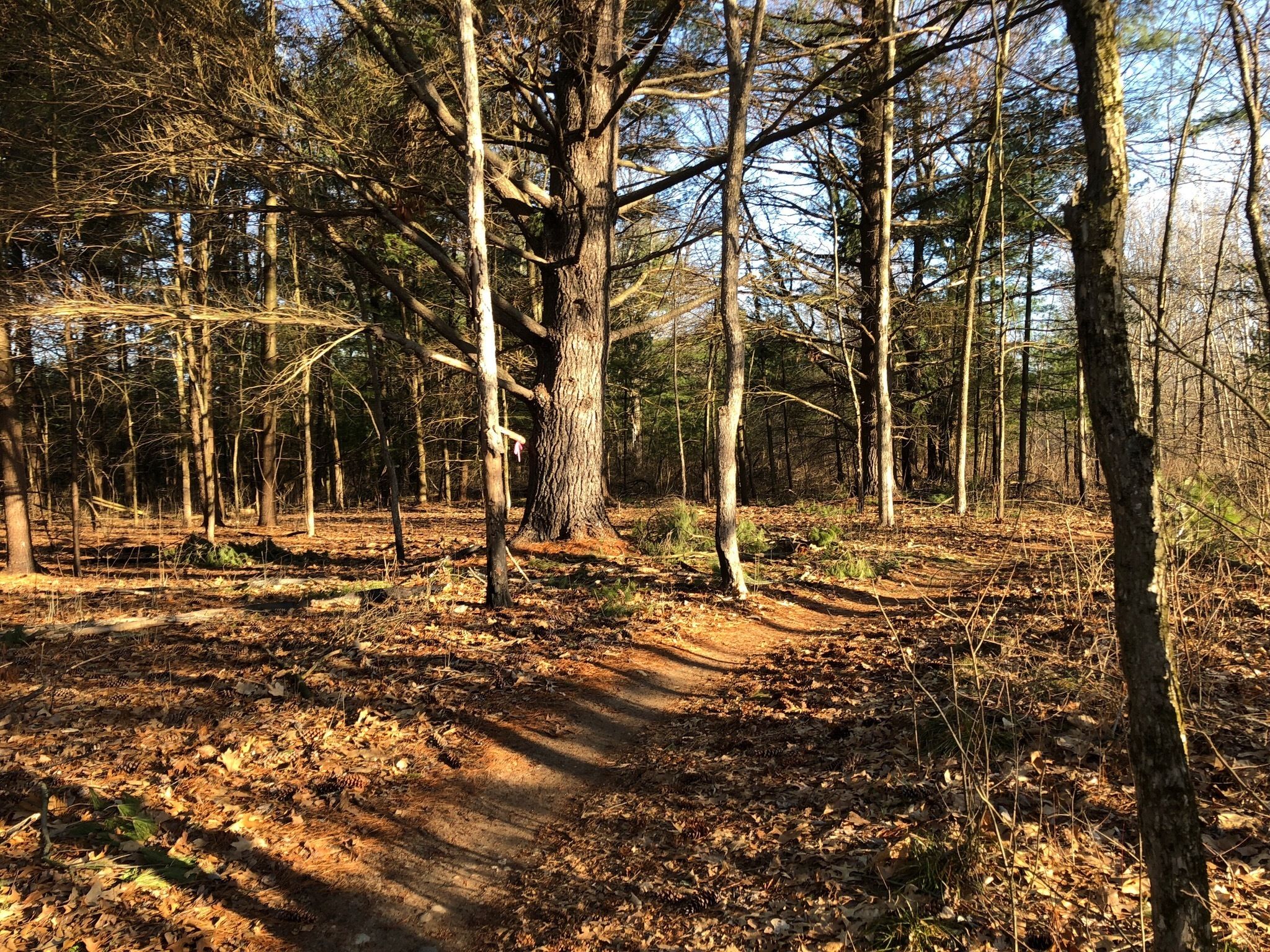 Island Lake Blue Trail | Michigan