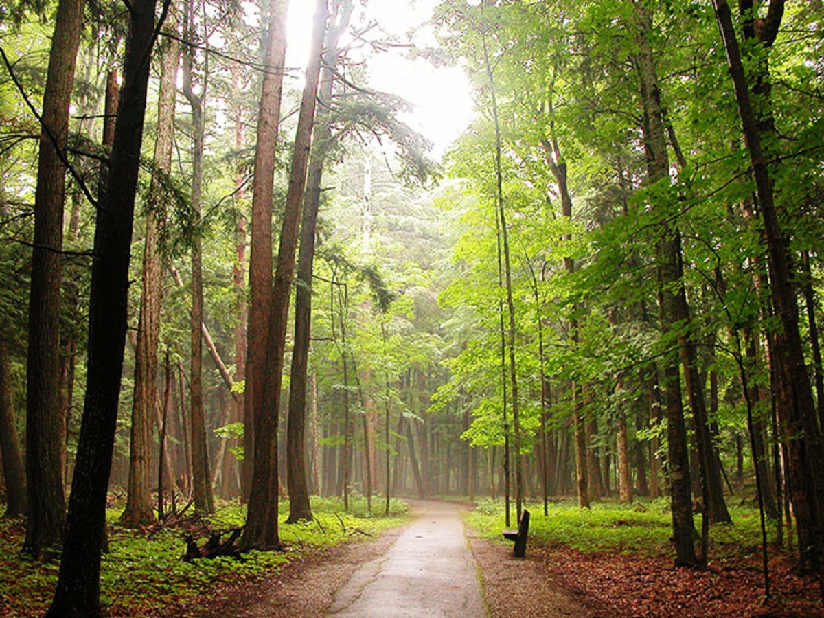Hartwick Pines-Bright and Glory Lakes Trail | Michigan