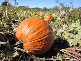 Papa's Pumpkin Patch and Country Farm Market | Michigan