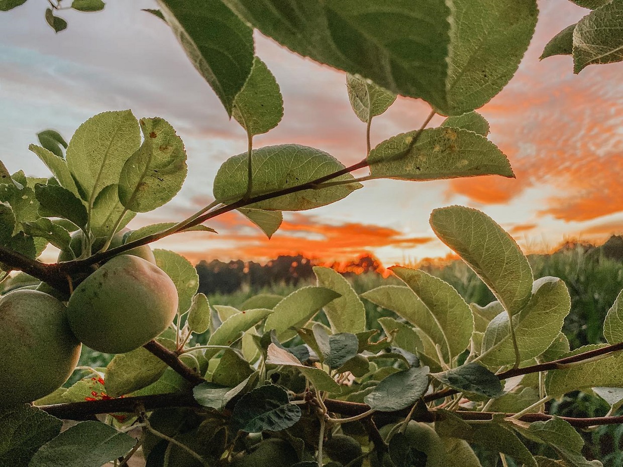 Meckley's Flavor Fruit Farm & Cidery | Michigan