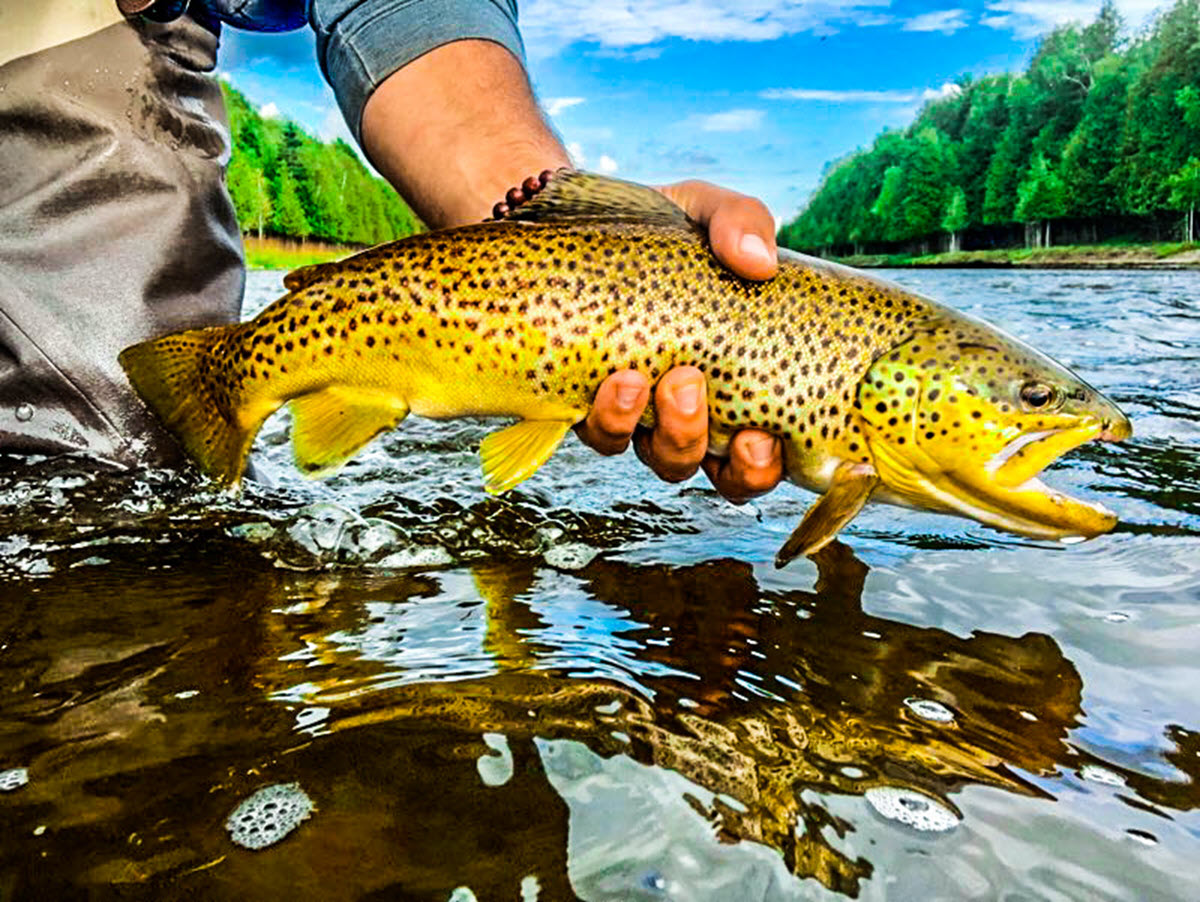 Caddis Shack Guide Service | Michigan