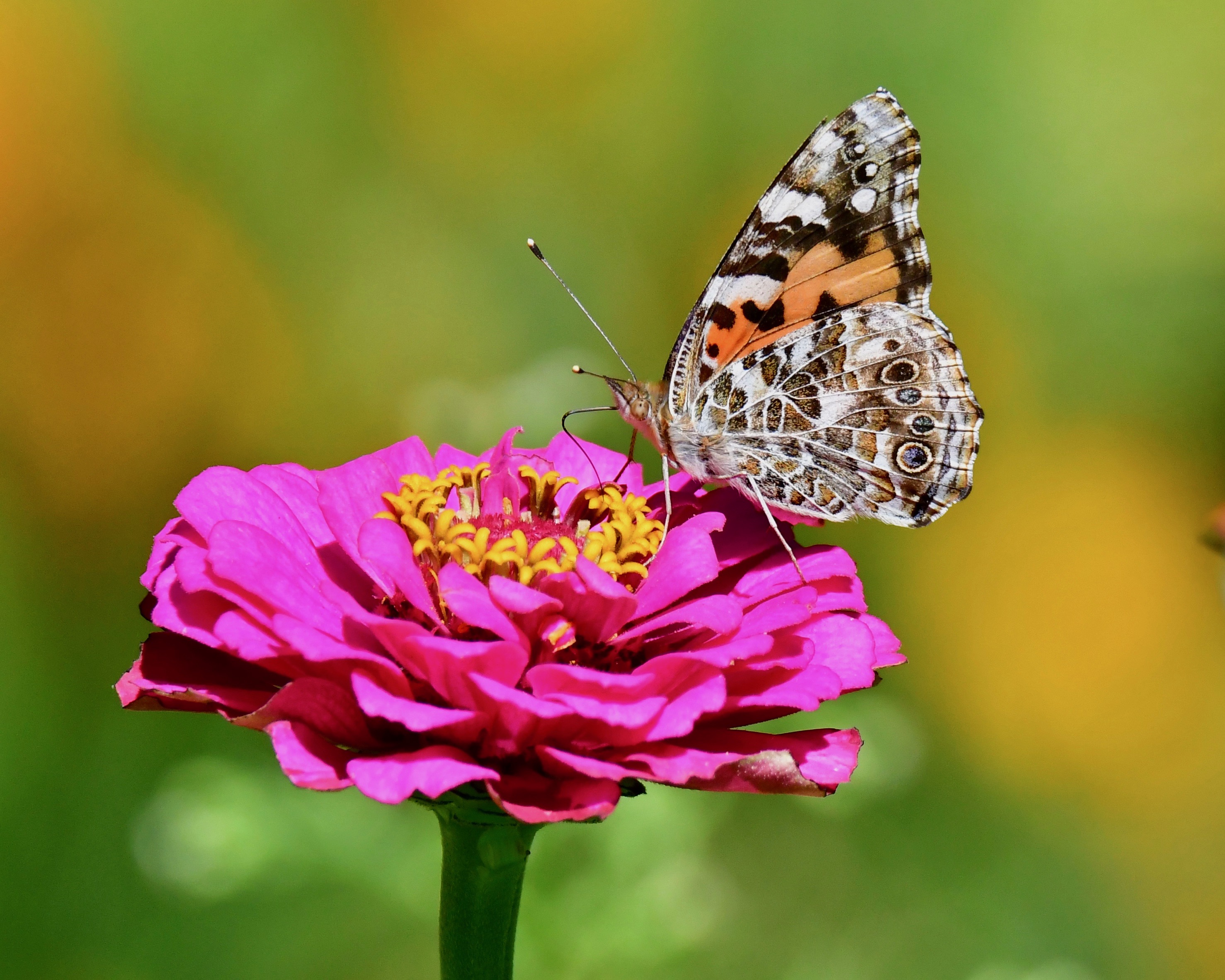 Fairview Berry and Flower Farm | Michigan