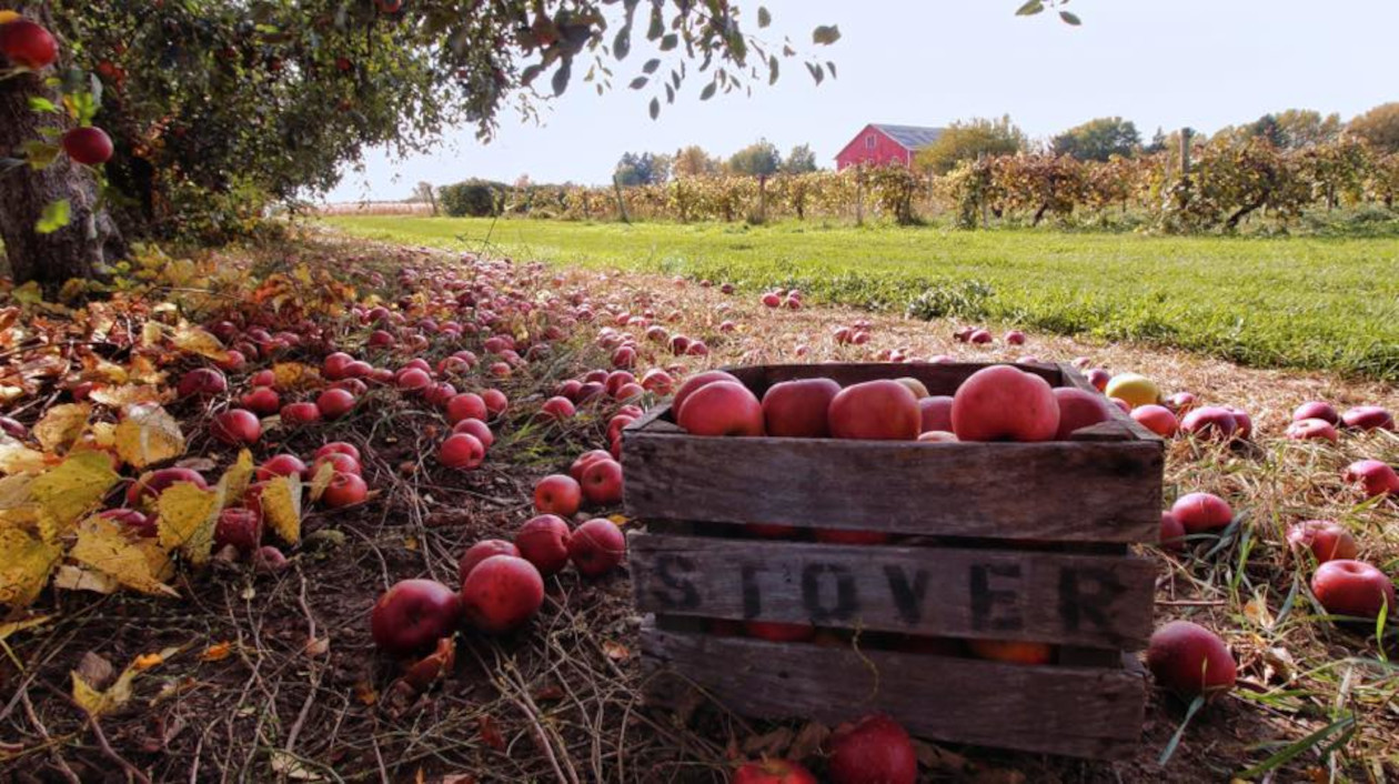 Stover's Farm Market & U-Pic | Michigan