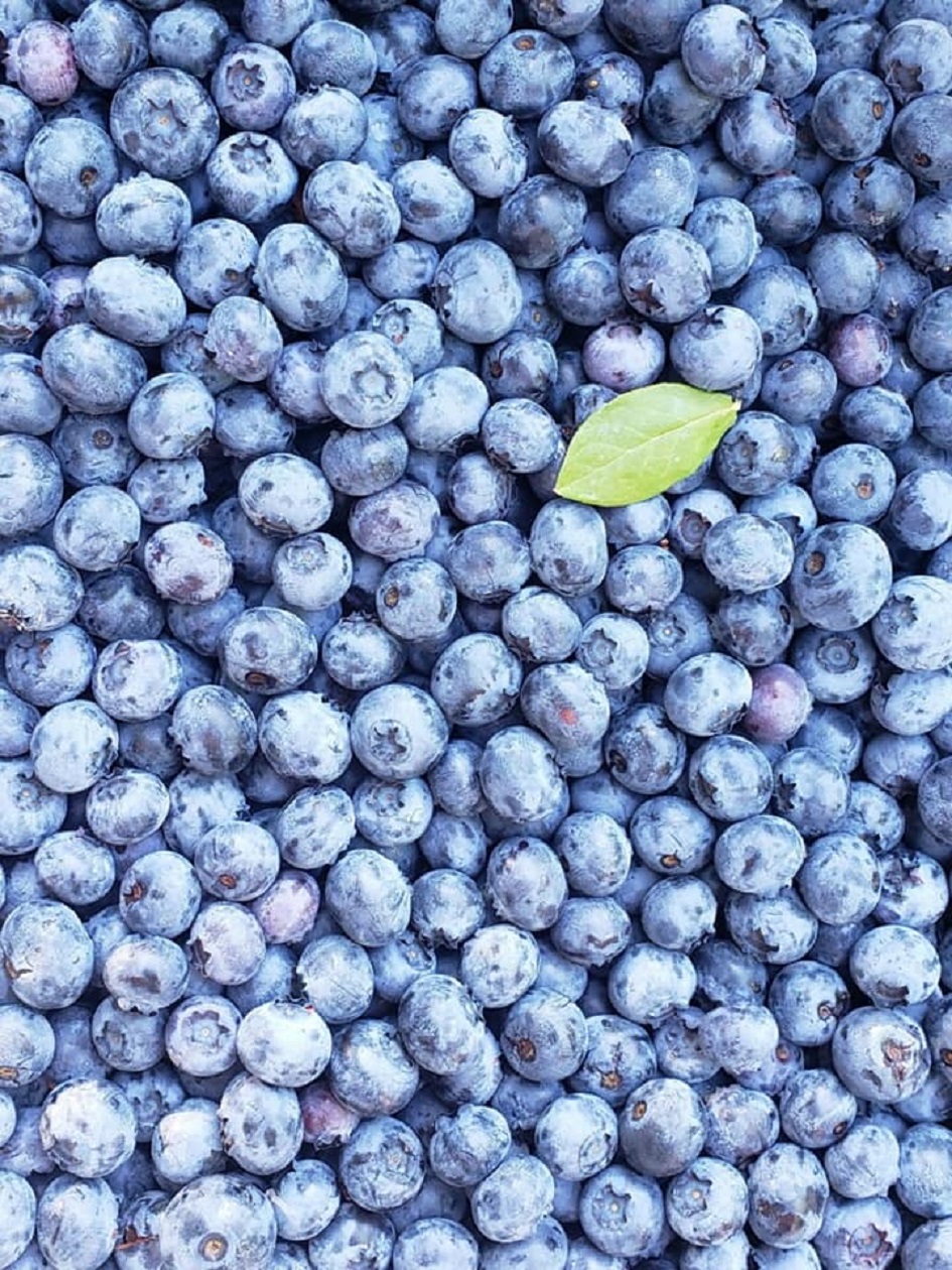 Bulldog Berries | Michigan