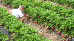 DeLange's Redberry Farm | Michigan