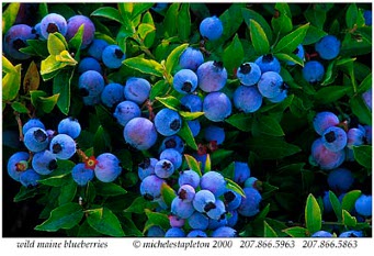 Adams Blueberry Farms | Michigan