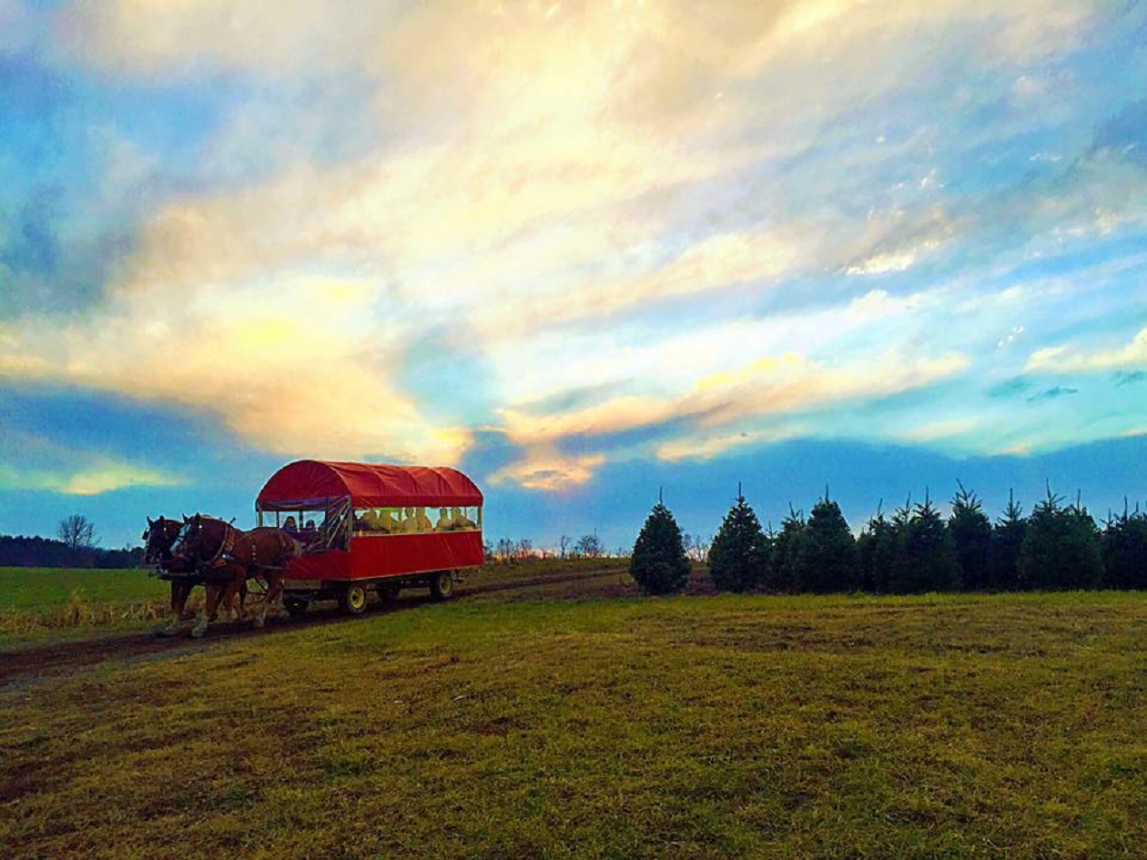 Badger Country Christmas Trees- Lawrence | Michigan