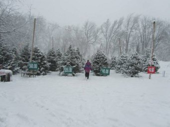 Middle Road Christmas Tree Farm | Michigan
