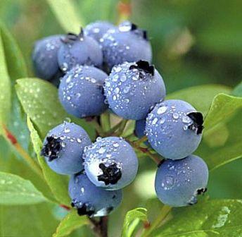 Hazen's Blueberry Farm | Michigan