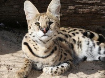 Boulder Ridge Wild Animal Park | Michigan