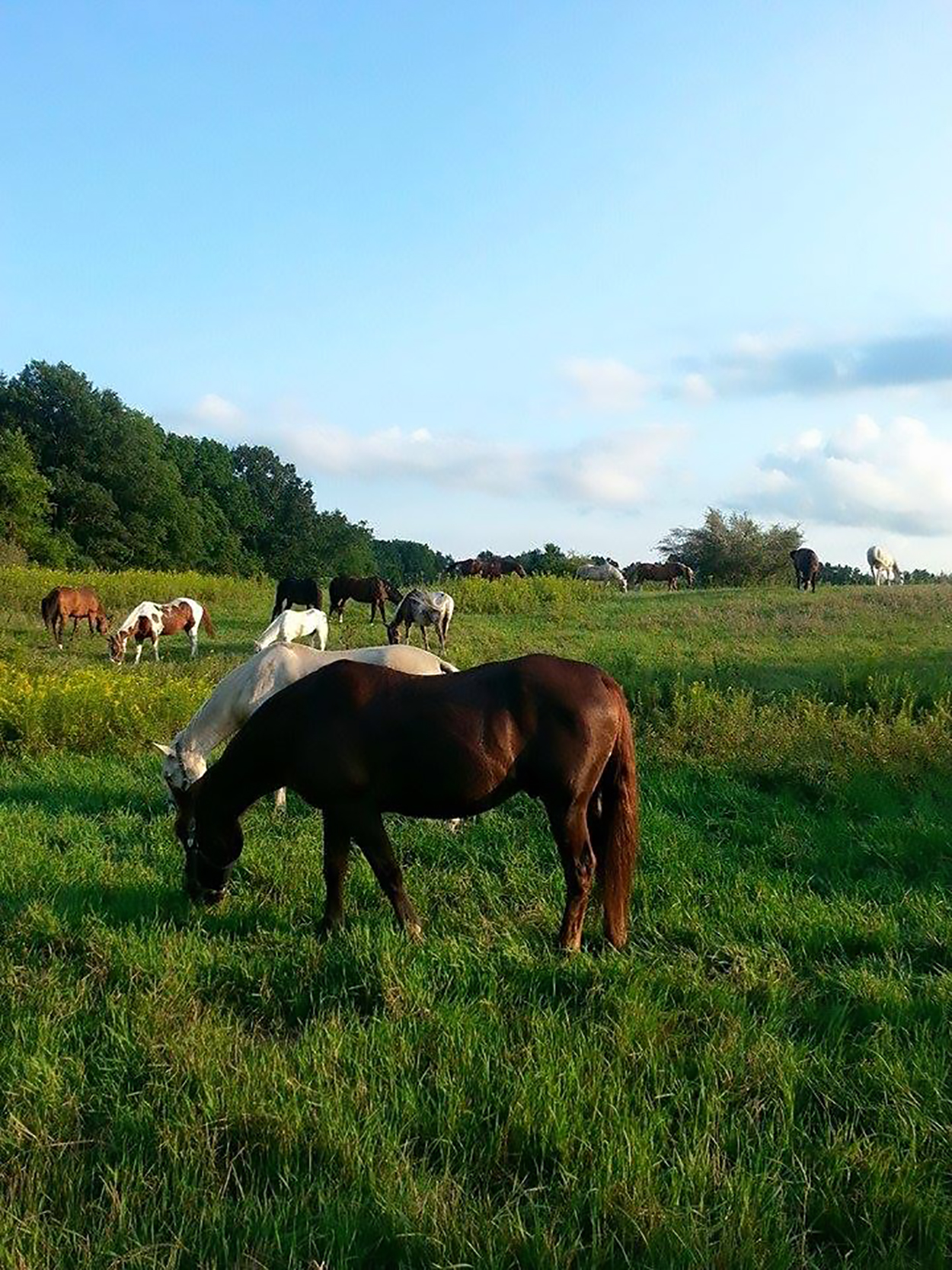 Horse N Around Stables | Michigan