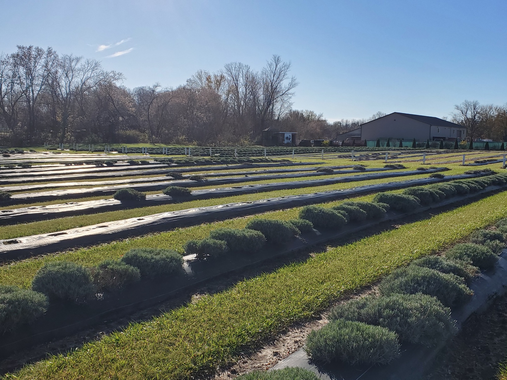 Indigo Lavender Farms | Michigan