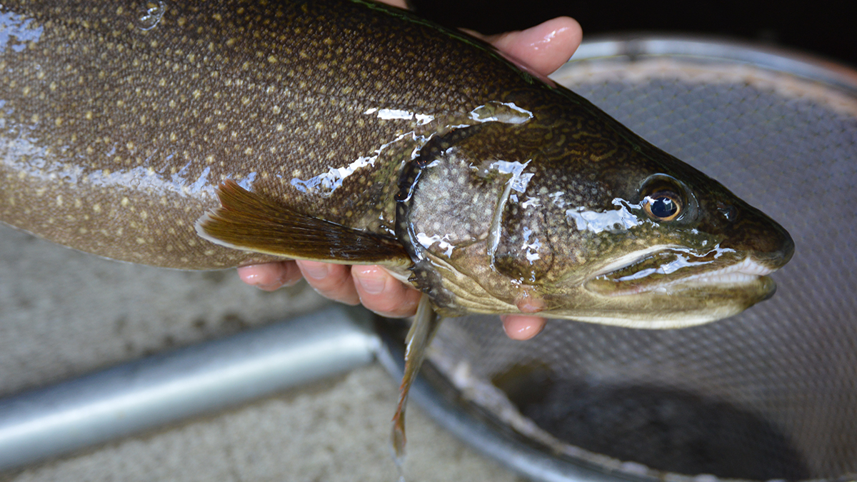 Marquette State Fish Hatchery | Michigan